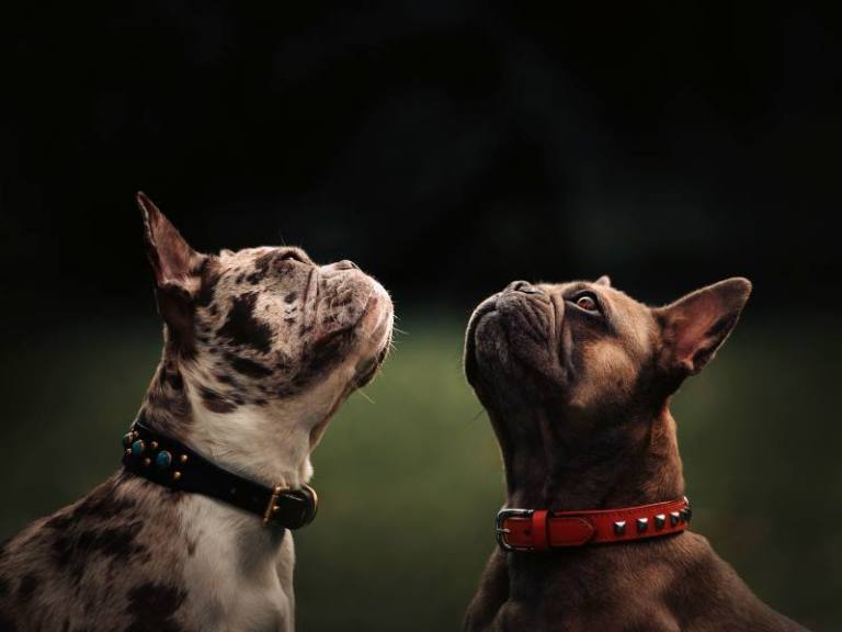 Custom Dog Tags Canada: Personalize Your Pet’s Style (+ Our Top 5 Picks ...