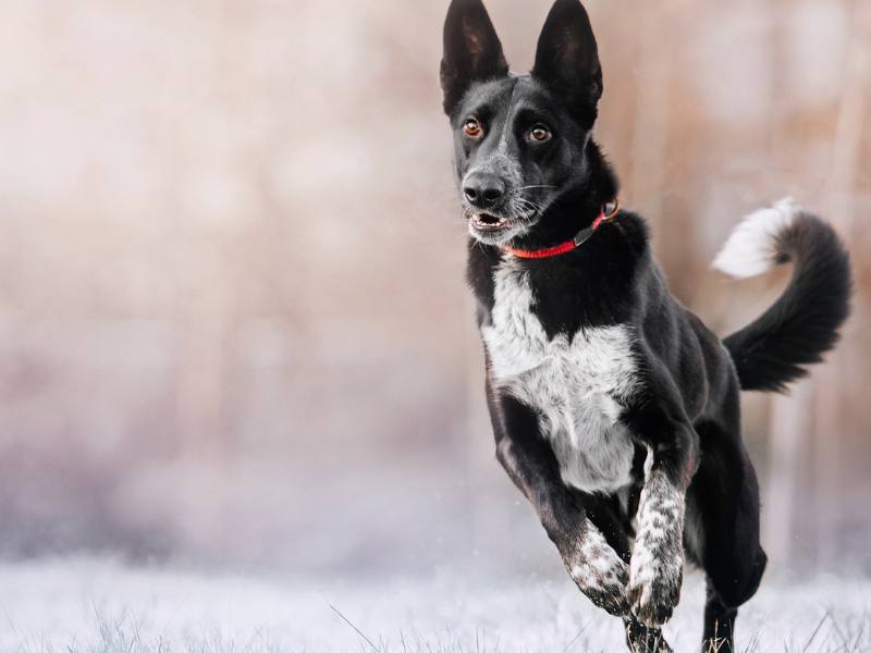 Dog Toys for Every Need (Comprehensive Guide) – Wag & Howl | The ...