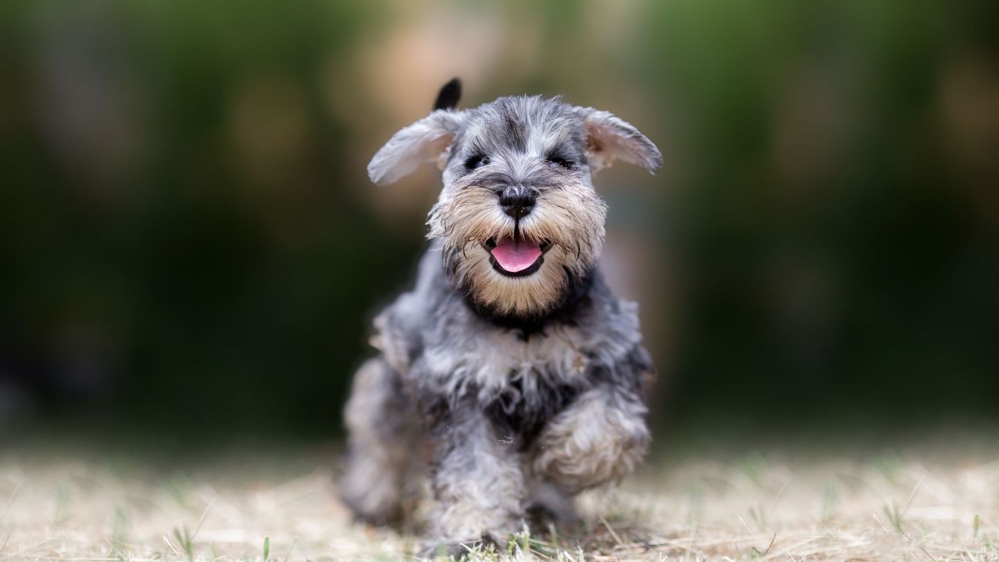 One-Syllable Dog Names: 200+ Short & Catchy Picks – Wag & Howl | The ...