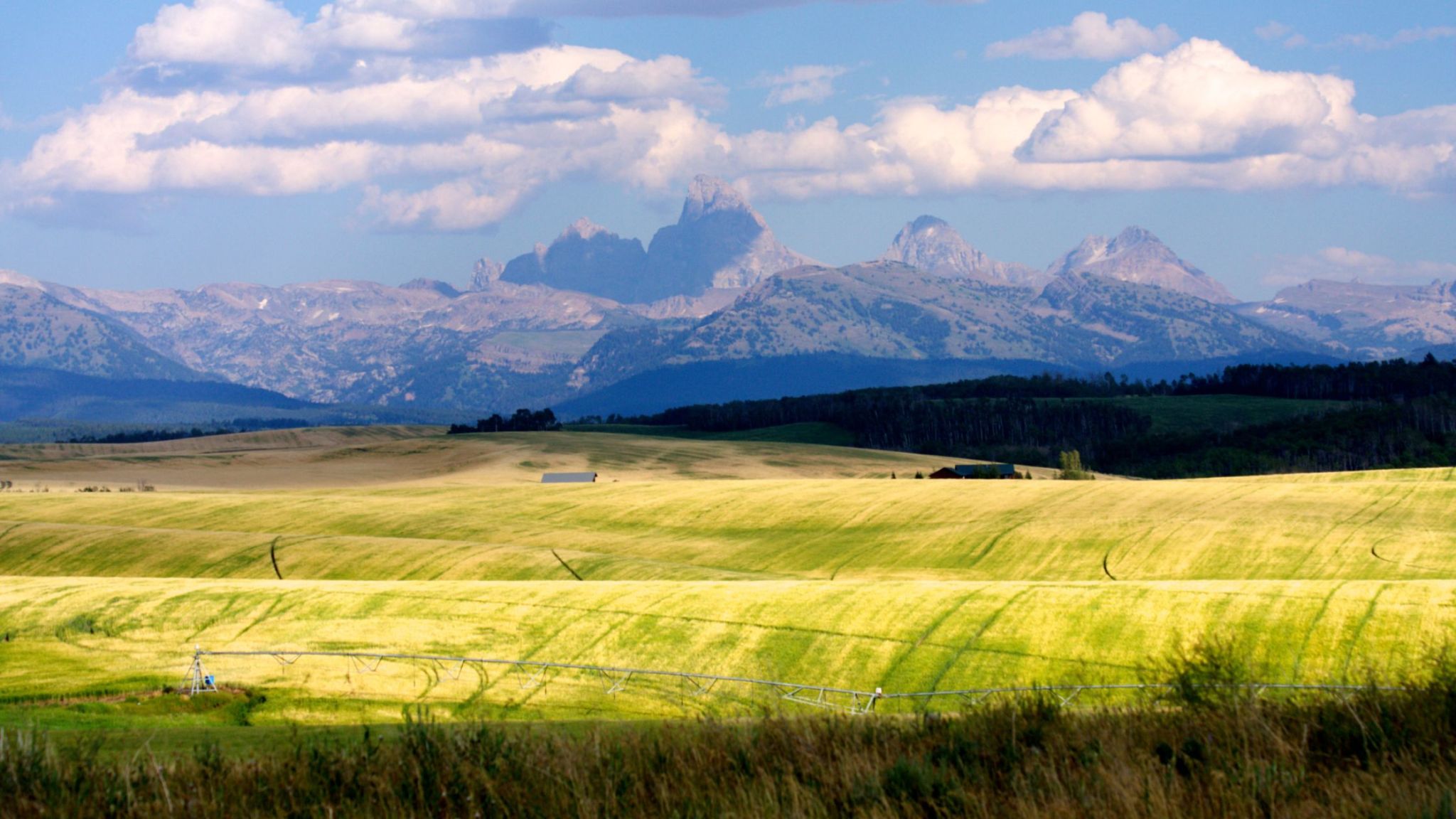 Discovering the Idaho Shag Dog: A Unique Breed with a Heart of Gold ...